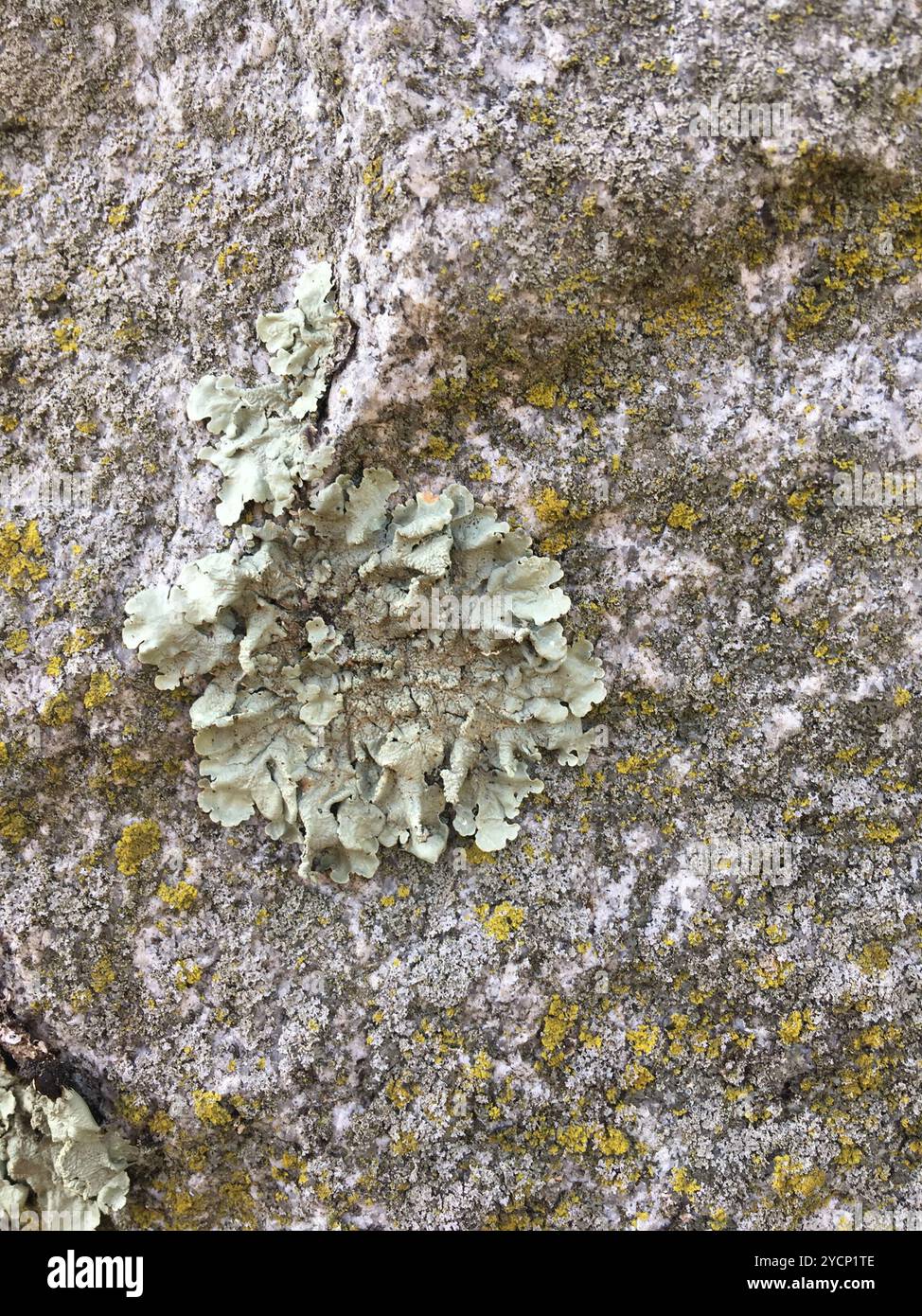 common greenshield lichen (Flavoparmelia caperata) Fungi Stock Photo ...