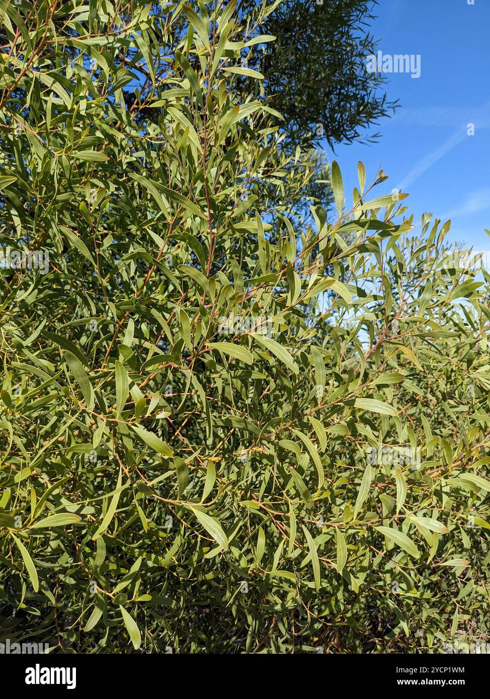 western coastal wattle (Acacia cyclops) Plantae Stock Photo - Alamy