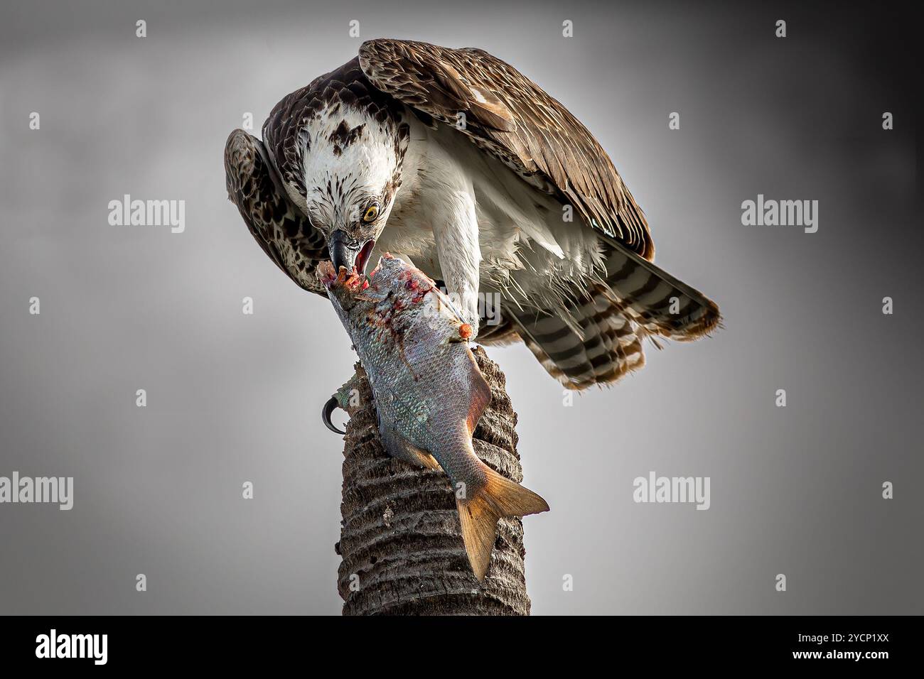 Osprey eating fish with stormy background Stock Photo - Alamy