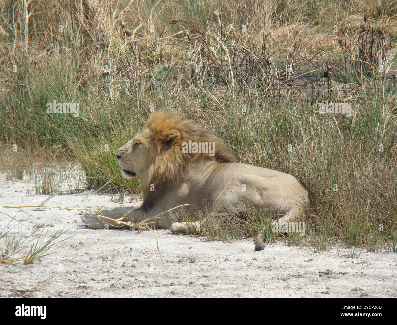 Southern Lion (Panthera leo melanochaita) Mammalia Stock Photo - Alamy