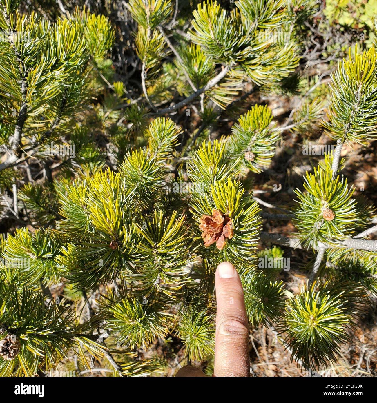 Pinus cembroides hi-res stock photography and images - Alamy