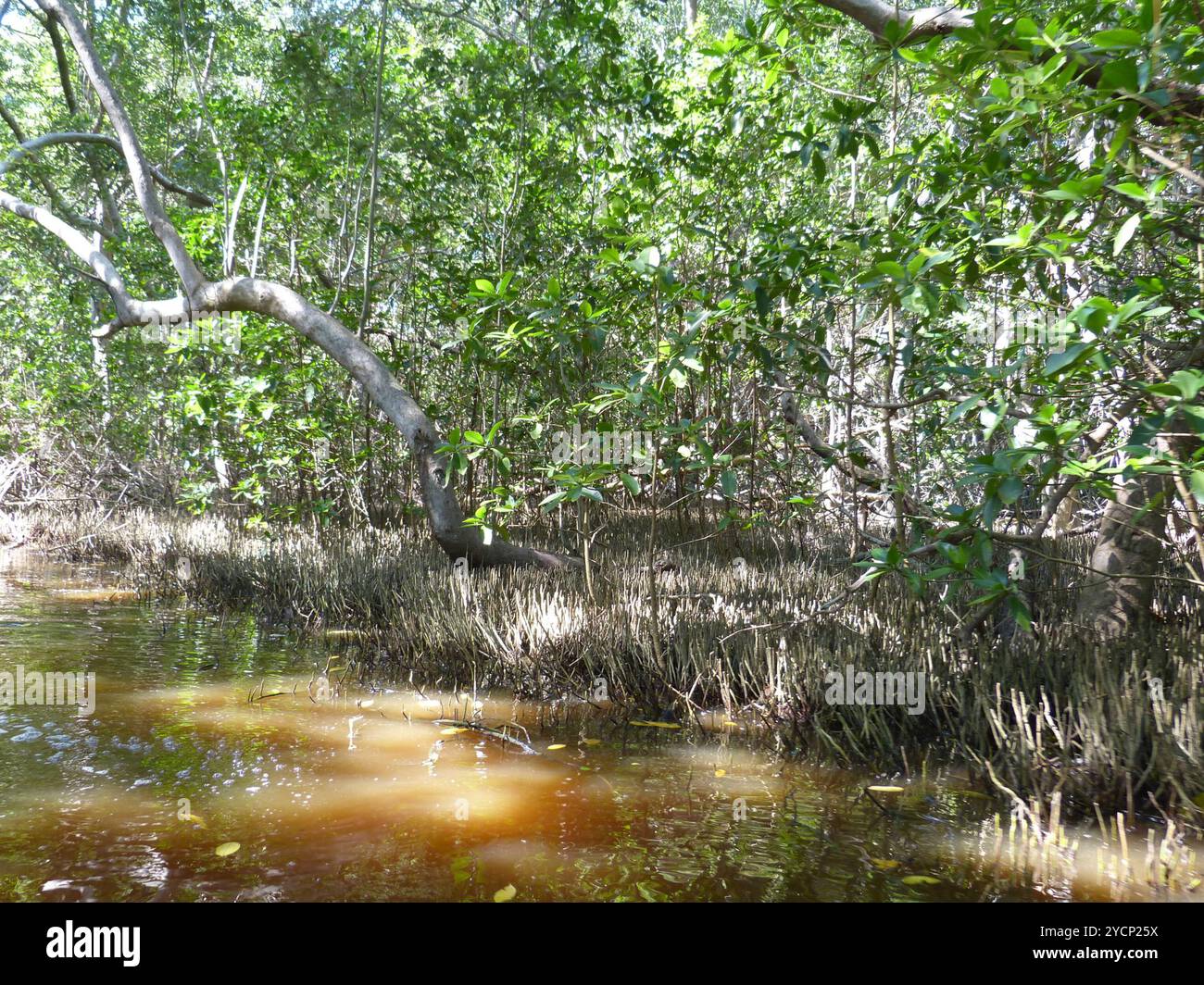 mangroves (Rhizophoraceae) Plantae Stock Photo - Alamy