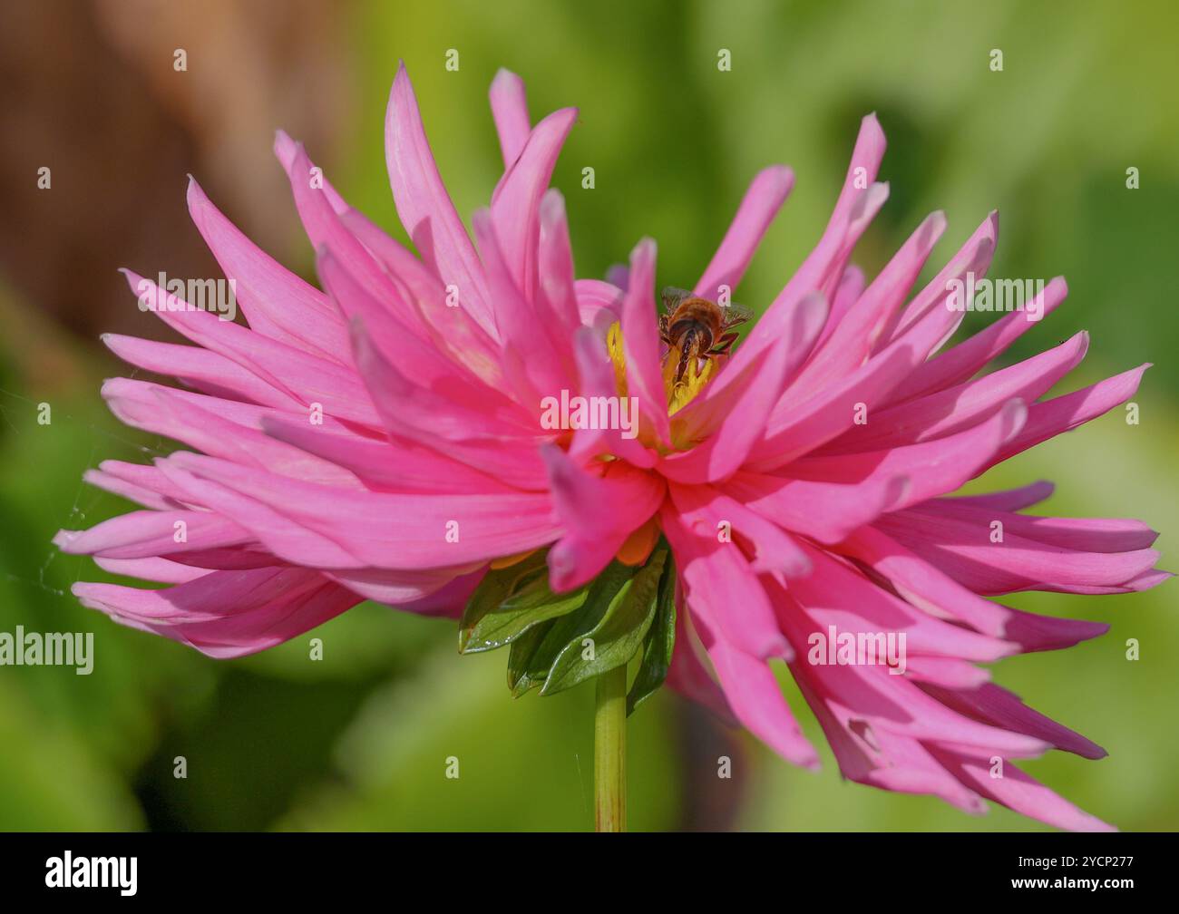 Brown winged insect gathering nectar yellow centre spikey pink dahlia ...