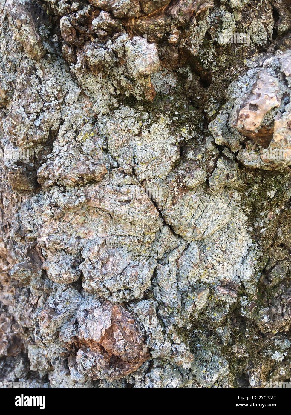 Fluffy Dust Lichen (Lepraria finkii) Fungi Stock Photo - Alamy