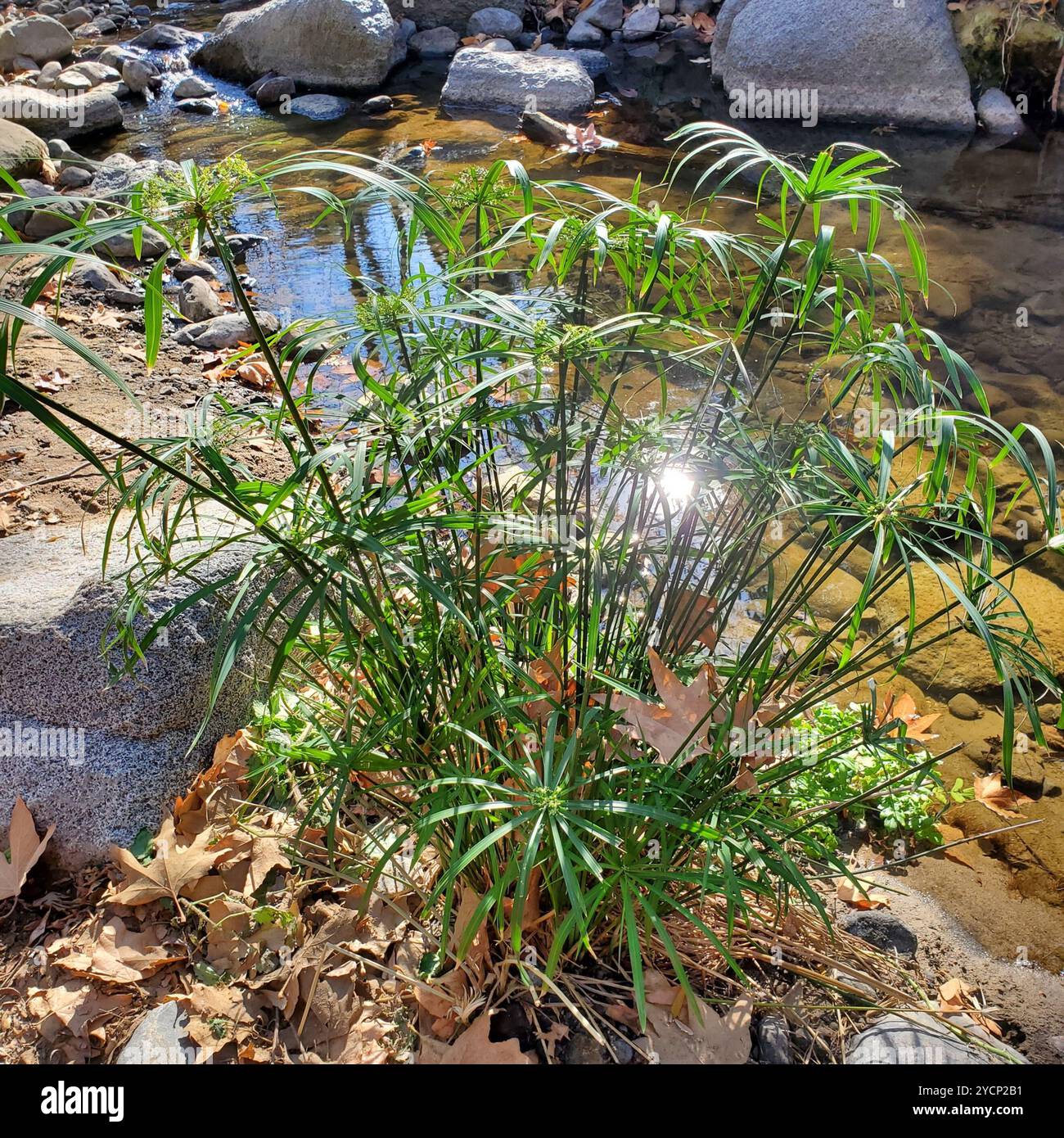 Umbrella papyrus (Cyperus alternifolius flabelliformis) Plantae Stock ...