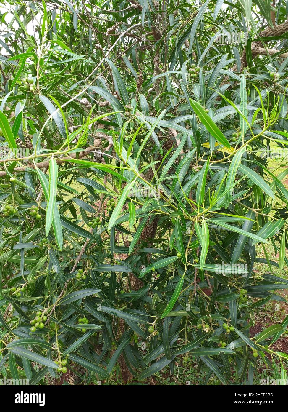 (Sapium haematospermum) Plantae Stock Photo - Alamy