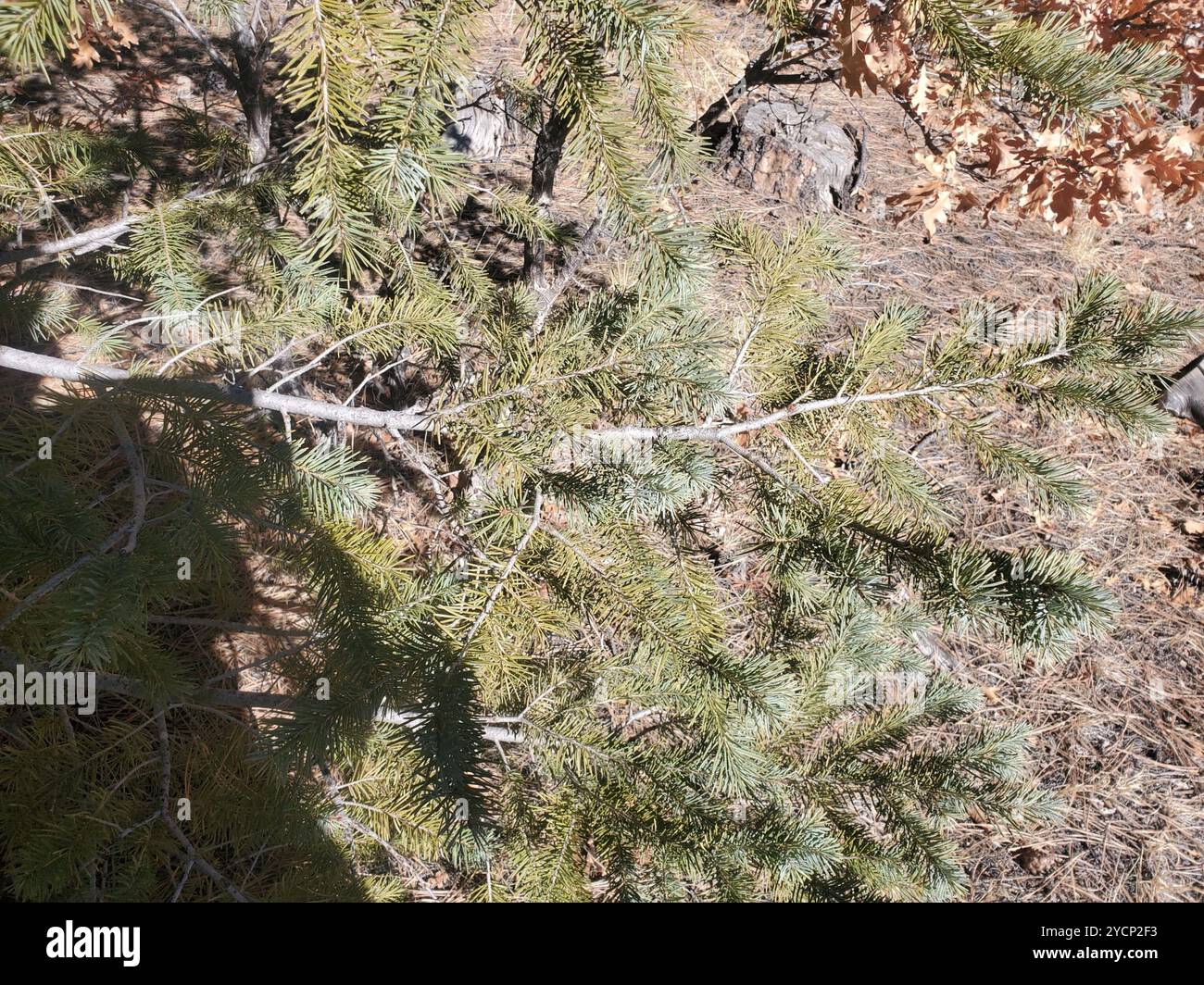 conifers (Pinales) Plantae Stock Photo - Alamy