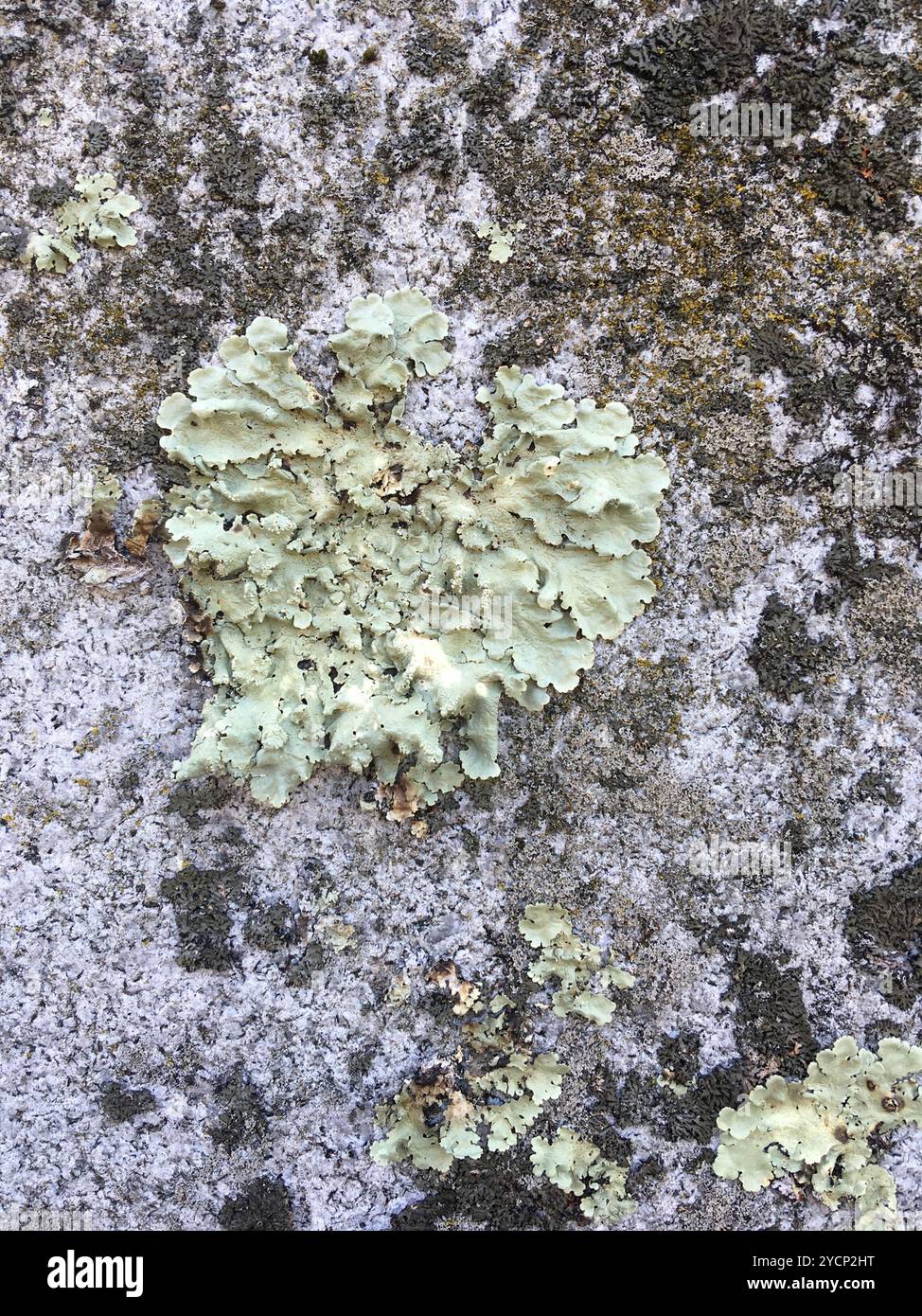 common greenshield lichen (Flavoparmelia caperata) Fungi Stock Photo ...