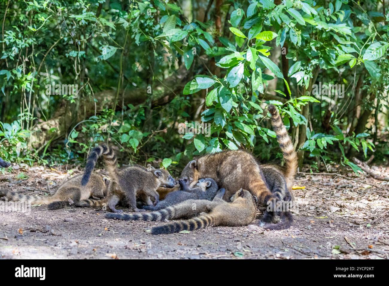 Coati animal in the tropical forest of Amazon. Coatimundis Procyonidae ...