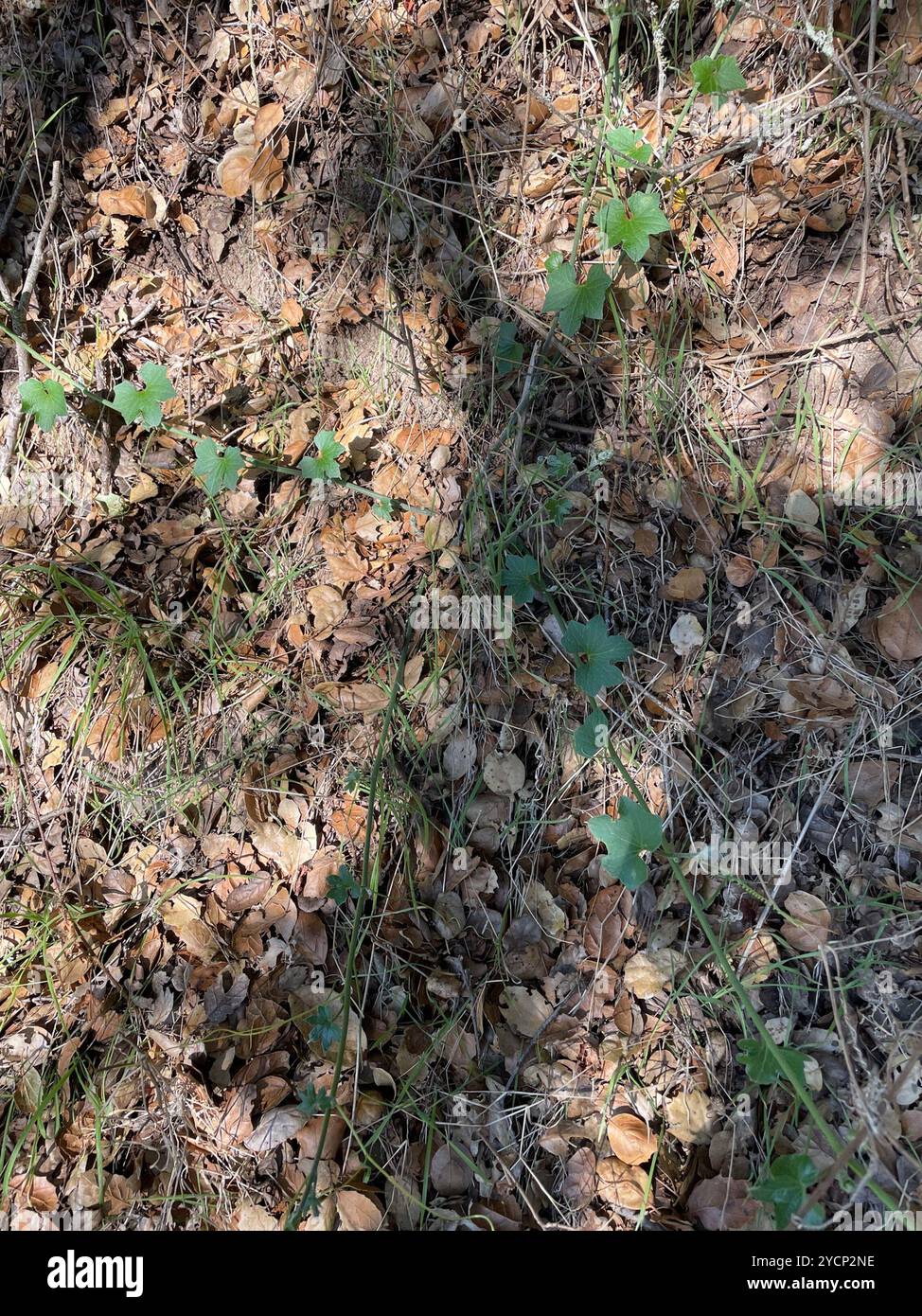 Man-roots (Marah) Plantae Stock Photo - Alamy