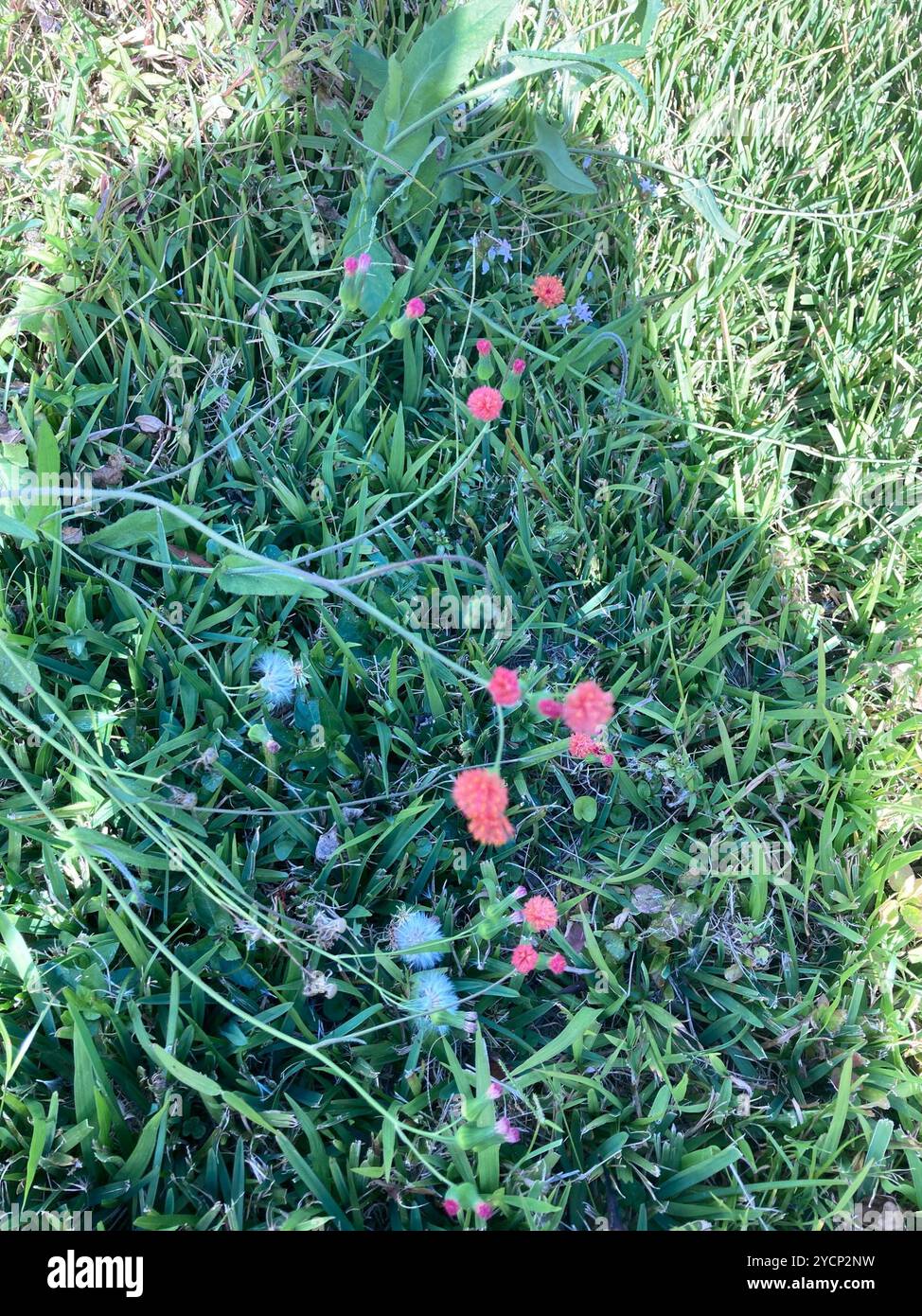 Red Tasselflower (Emilia fosbergii) Plantae Stock Photo - Alamy