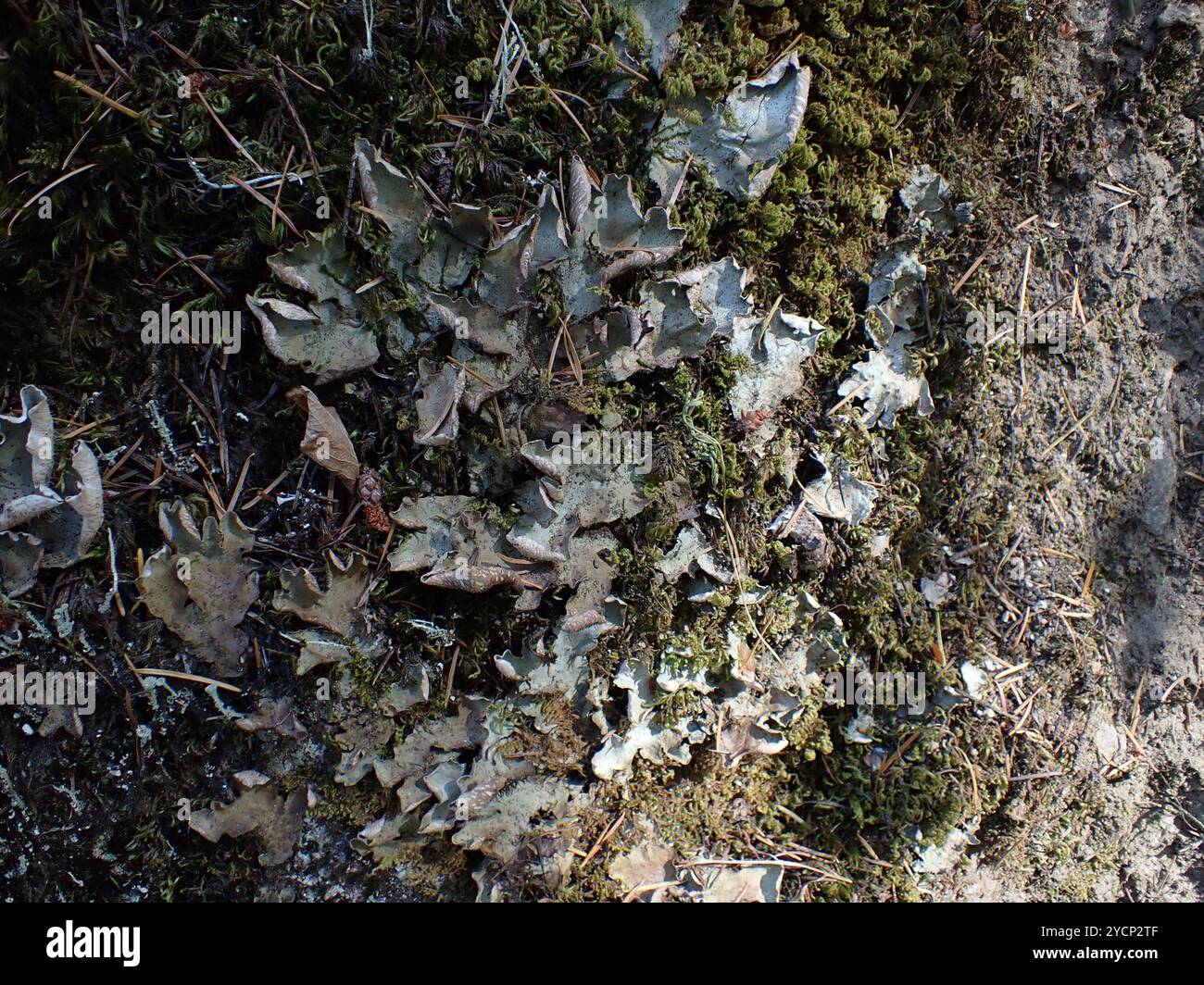 pelt lichens (Peltigera) Fungi Stock Photo - Alamy