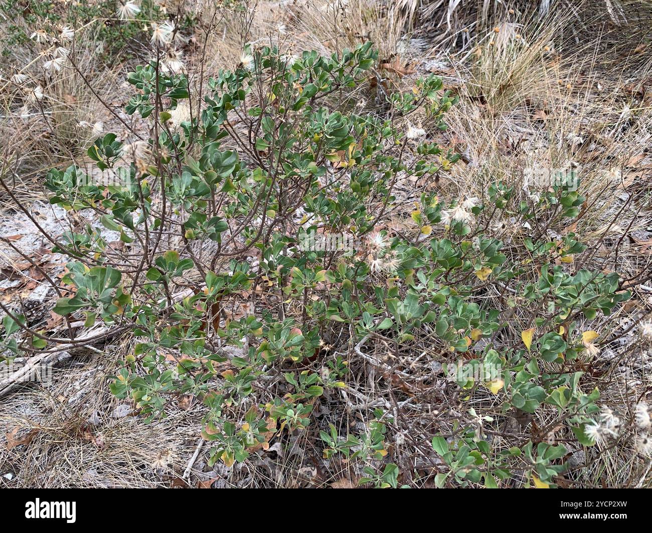 garberia (Garberia heterophylla) Plantae Stock Photo - Alamy