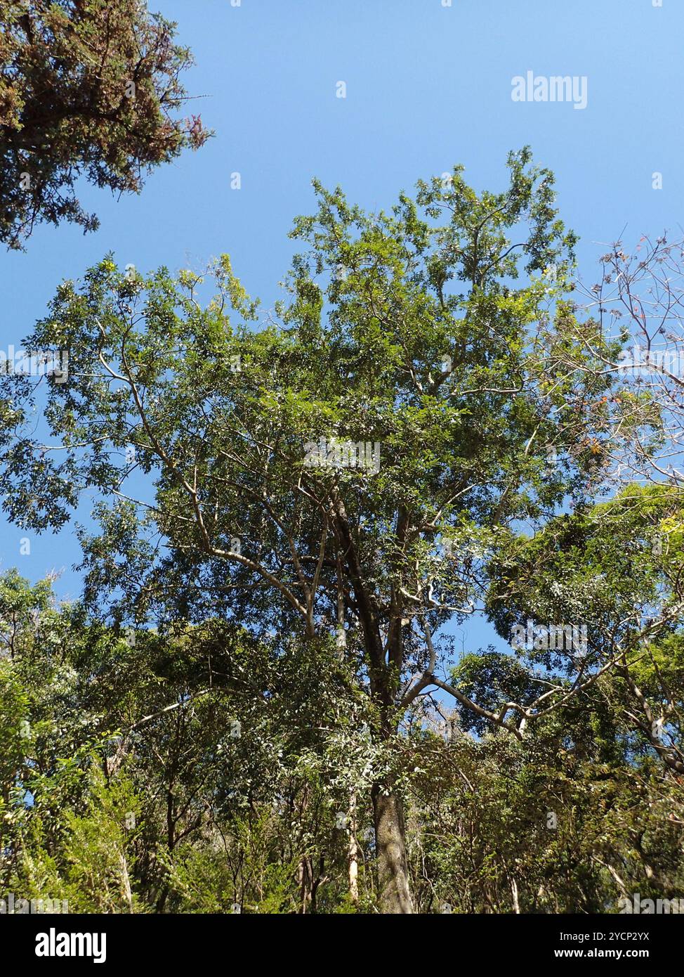 Formosan michelia (Magnolia compressa) Plantae Stock Photo - Alamy