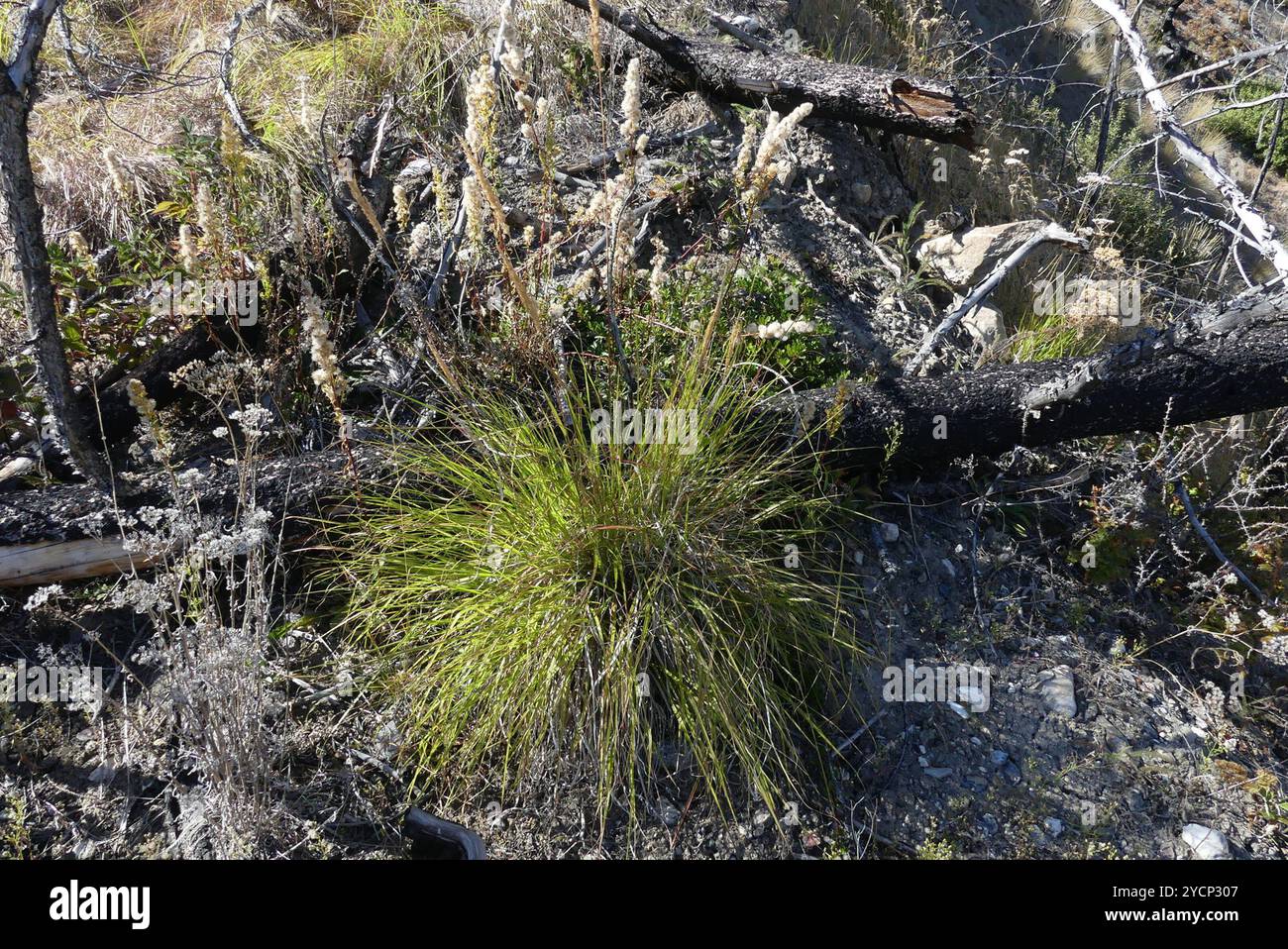 pine reed grass (Calamagrostis rubescens) Plantae Stock Photo - Alamy