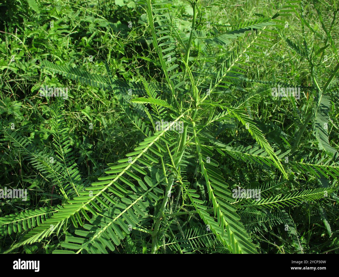 (Sesbania bispinosa) Plantae Stock Photo - Alamy