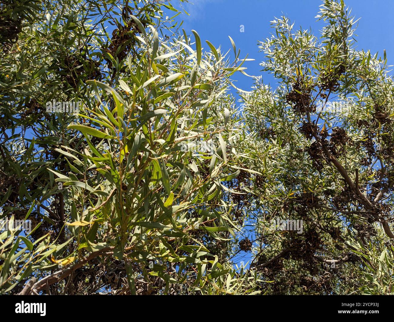 Acacia cyclops hi-res stock photography and images - Alamy