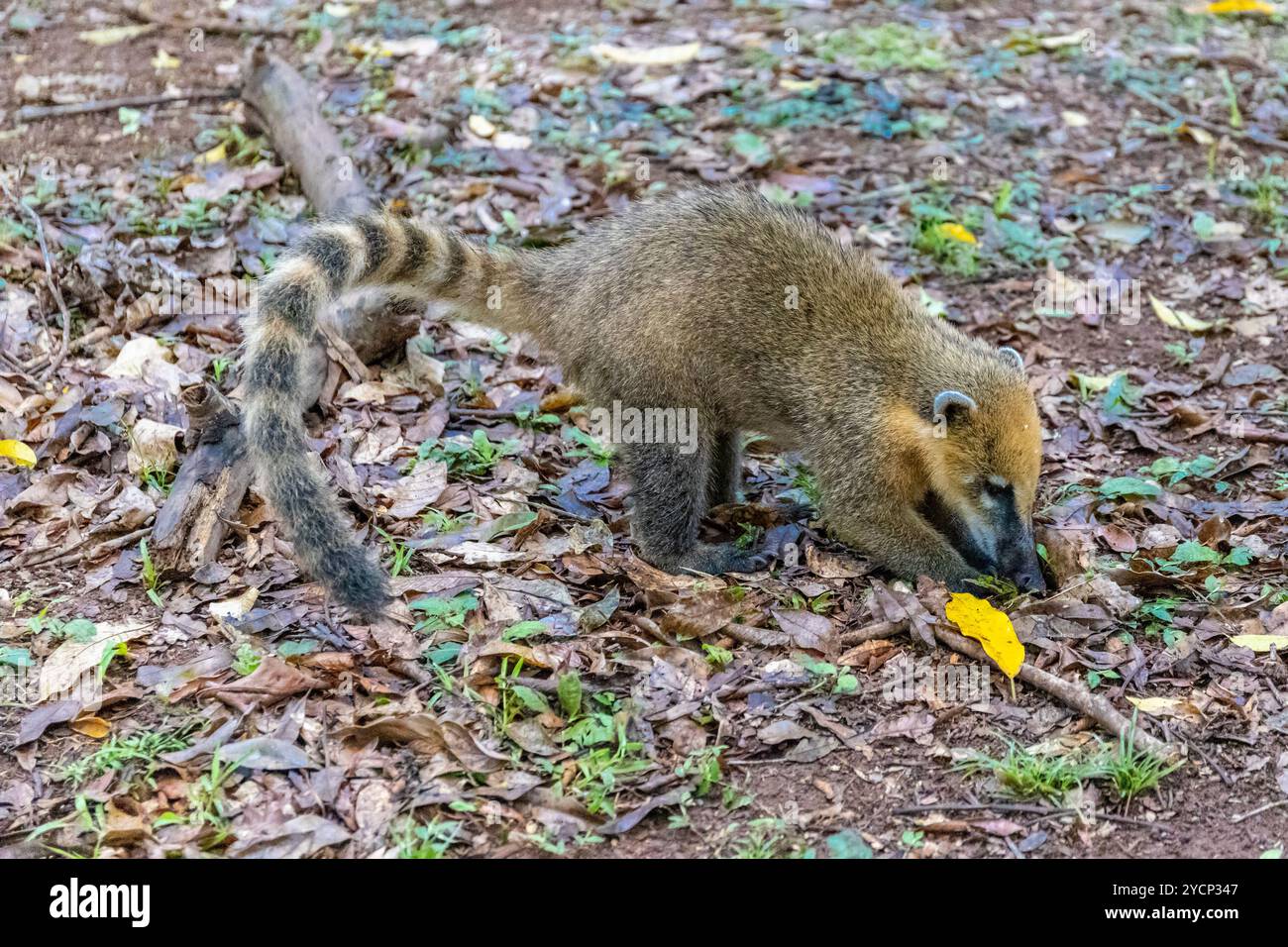 Coati animal in the tropical forest of Amazon. Coatimundis Procyonidae ...