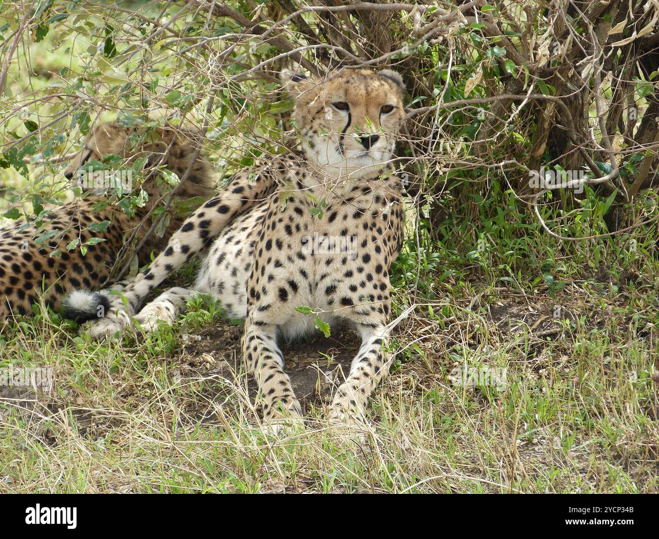 Southern and Eastern African Cheetah (Acinonyx jubatus jubatus ...