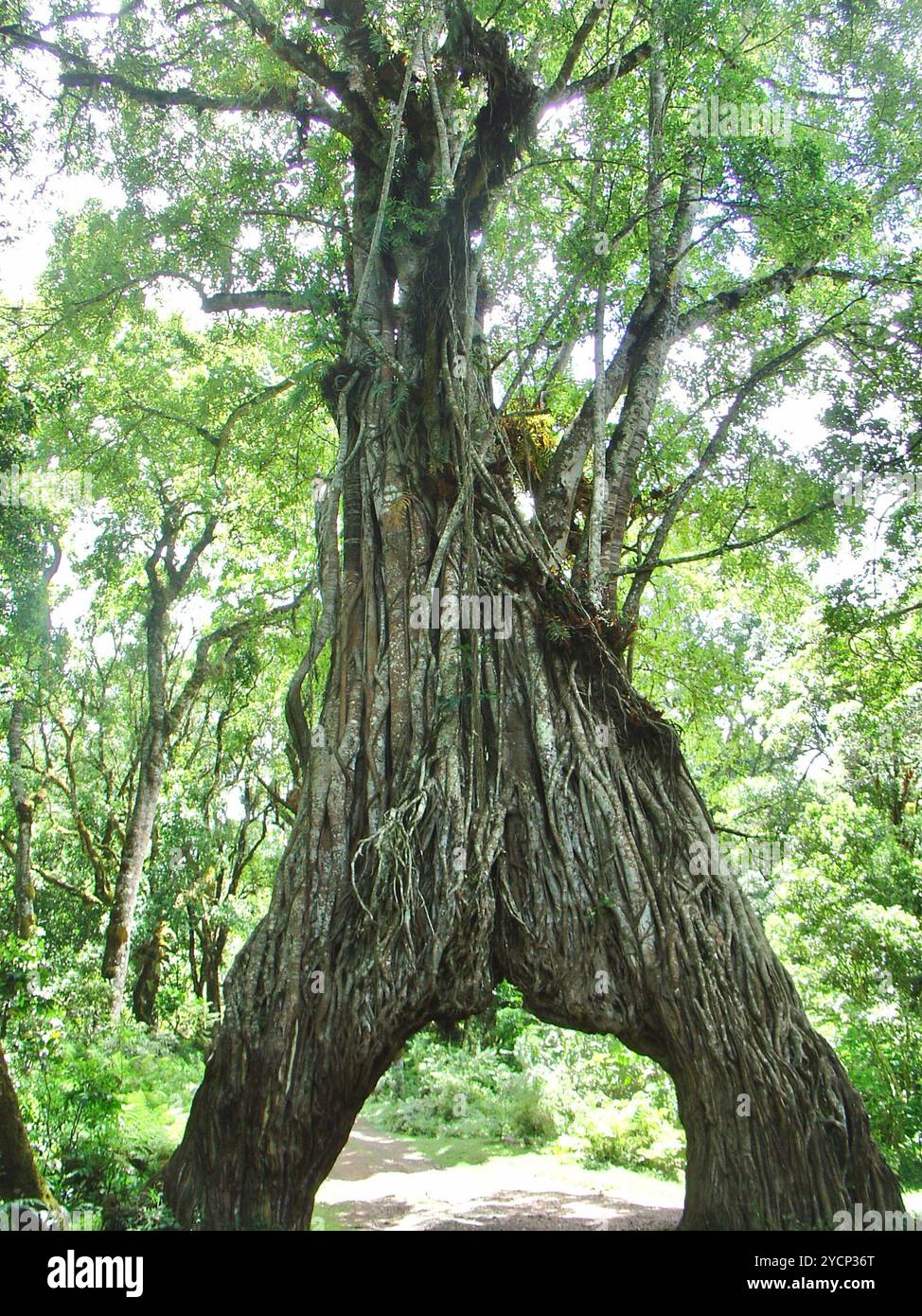 Ficus thonningii hi-res stock photography and images - Alamy