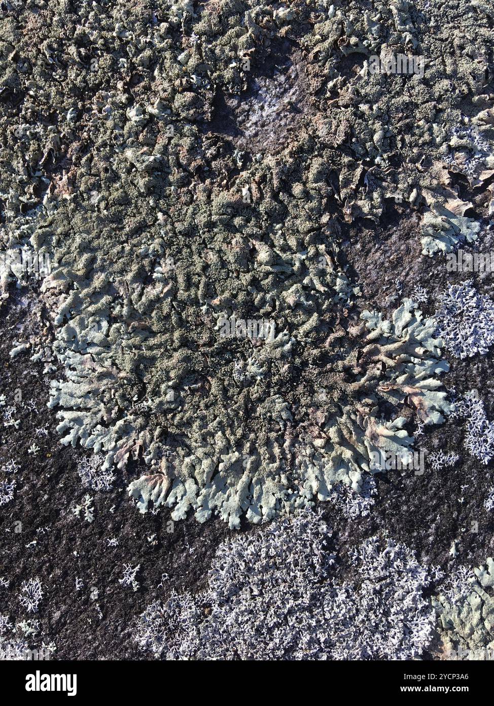 rock greenshield lichen (Flavoparmelia baltimorensis) Fungi Stock Photo ...