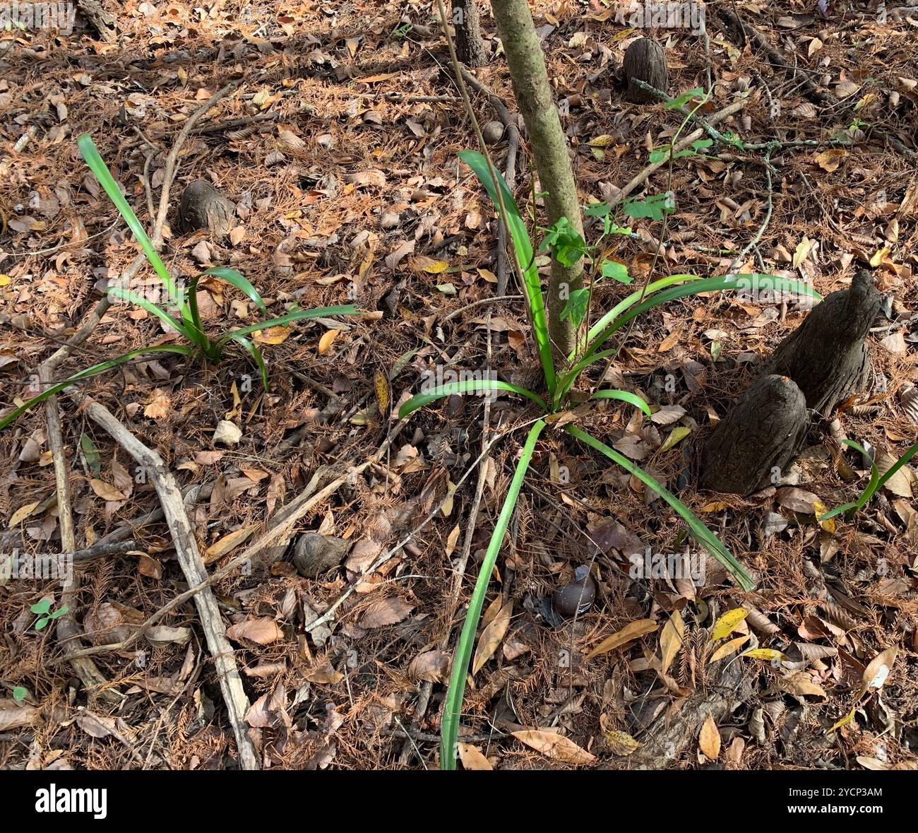 Southern Swamp Crinum (Crinum americanum) Plantae Stock Photo - Alamy