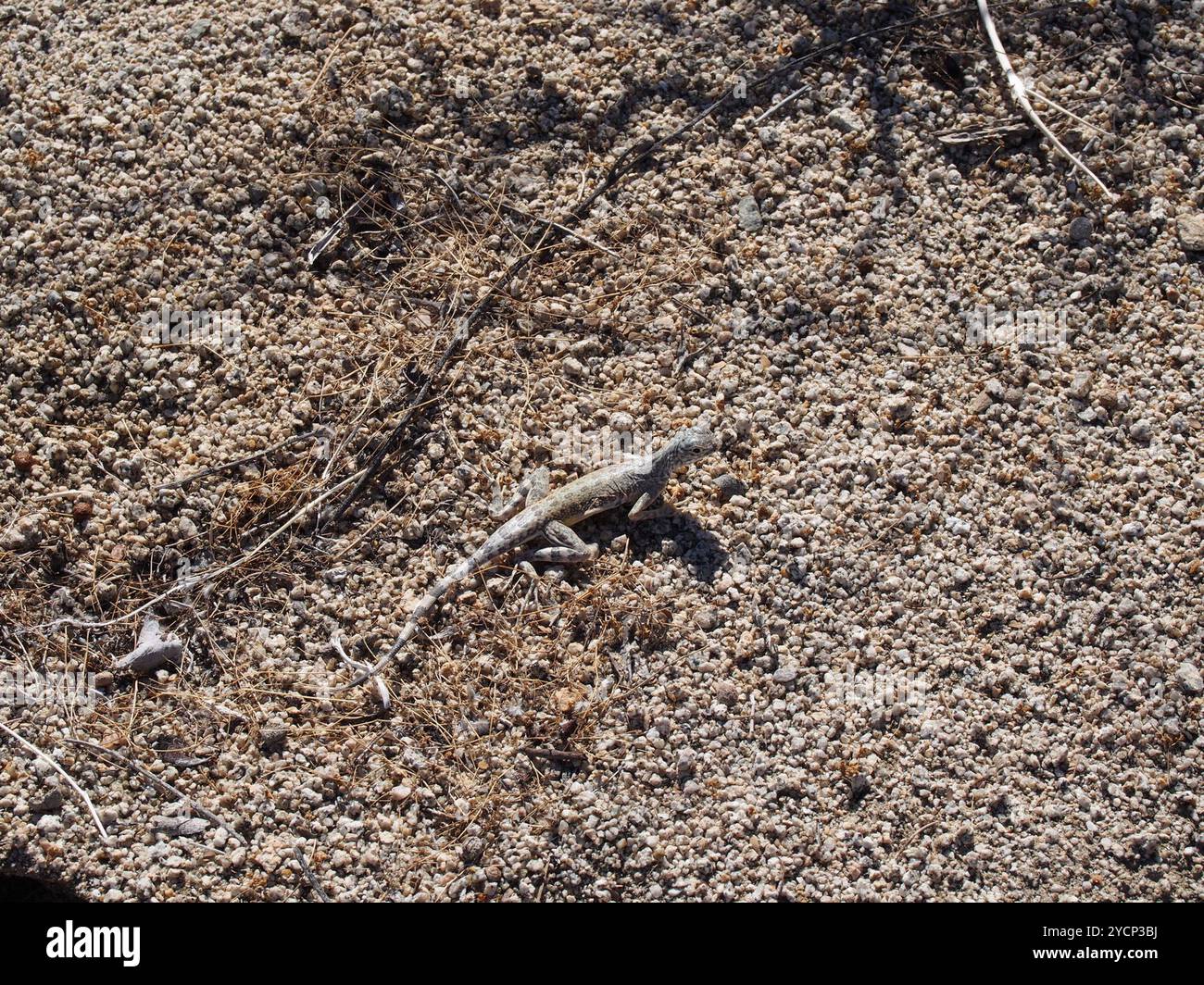 Zebra-tailed Lizard (Callisaurus draconoides) Reptilia Stock Photo - Alamy