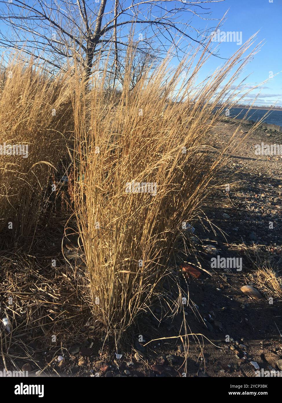 Bitter panicgrass hi-res stock photography and images - Alamy