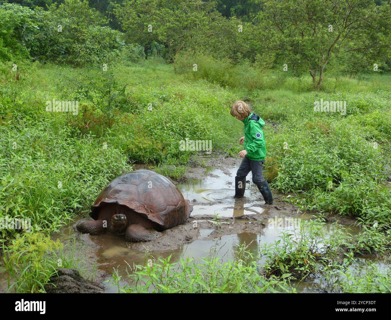 Western santa cruz giant tortoise hi-res stock photography and images ...