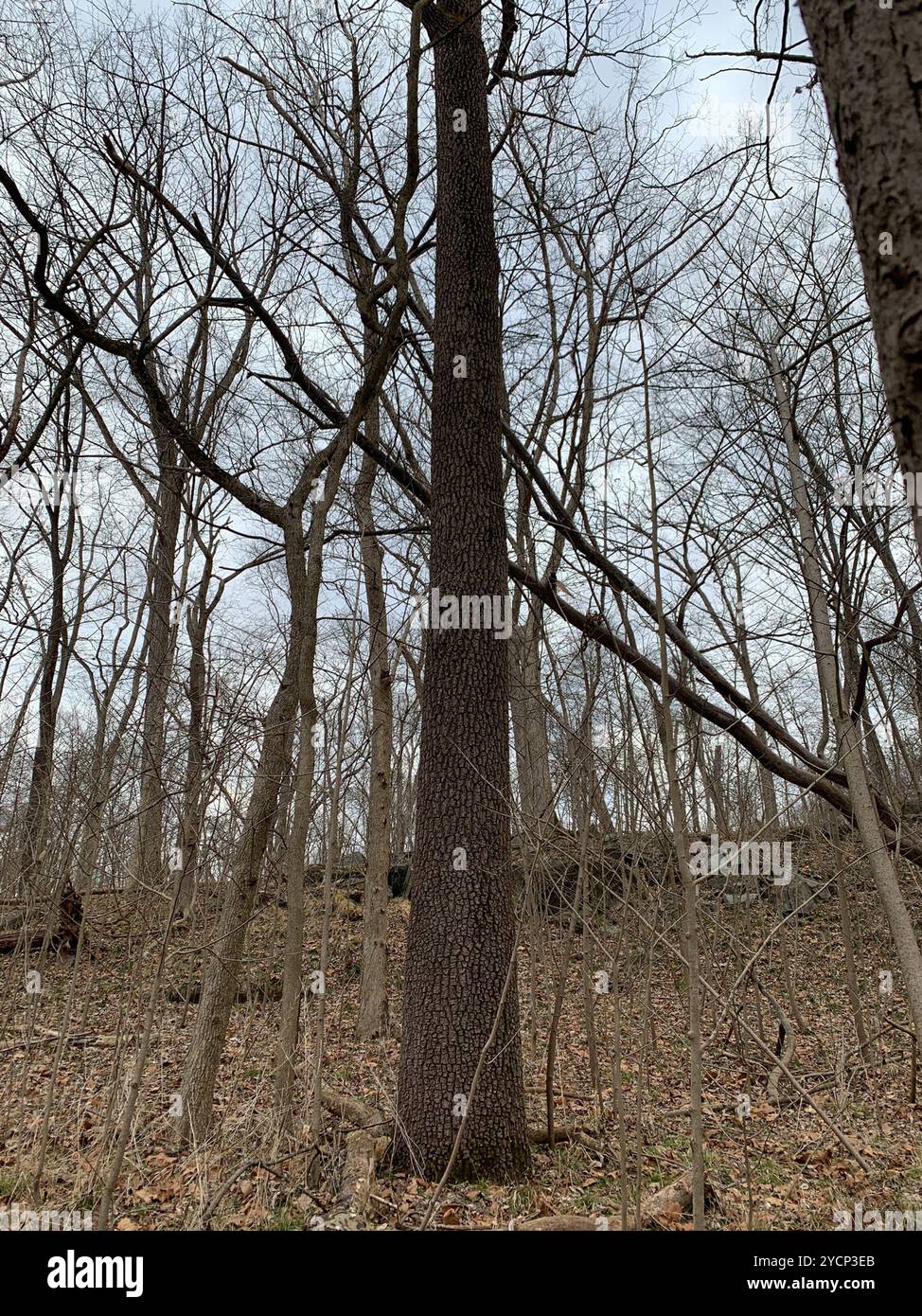 ashes (Fraxinus) Plantae Stock Photo - Alamy