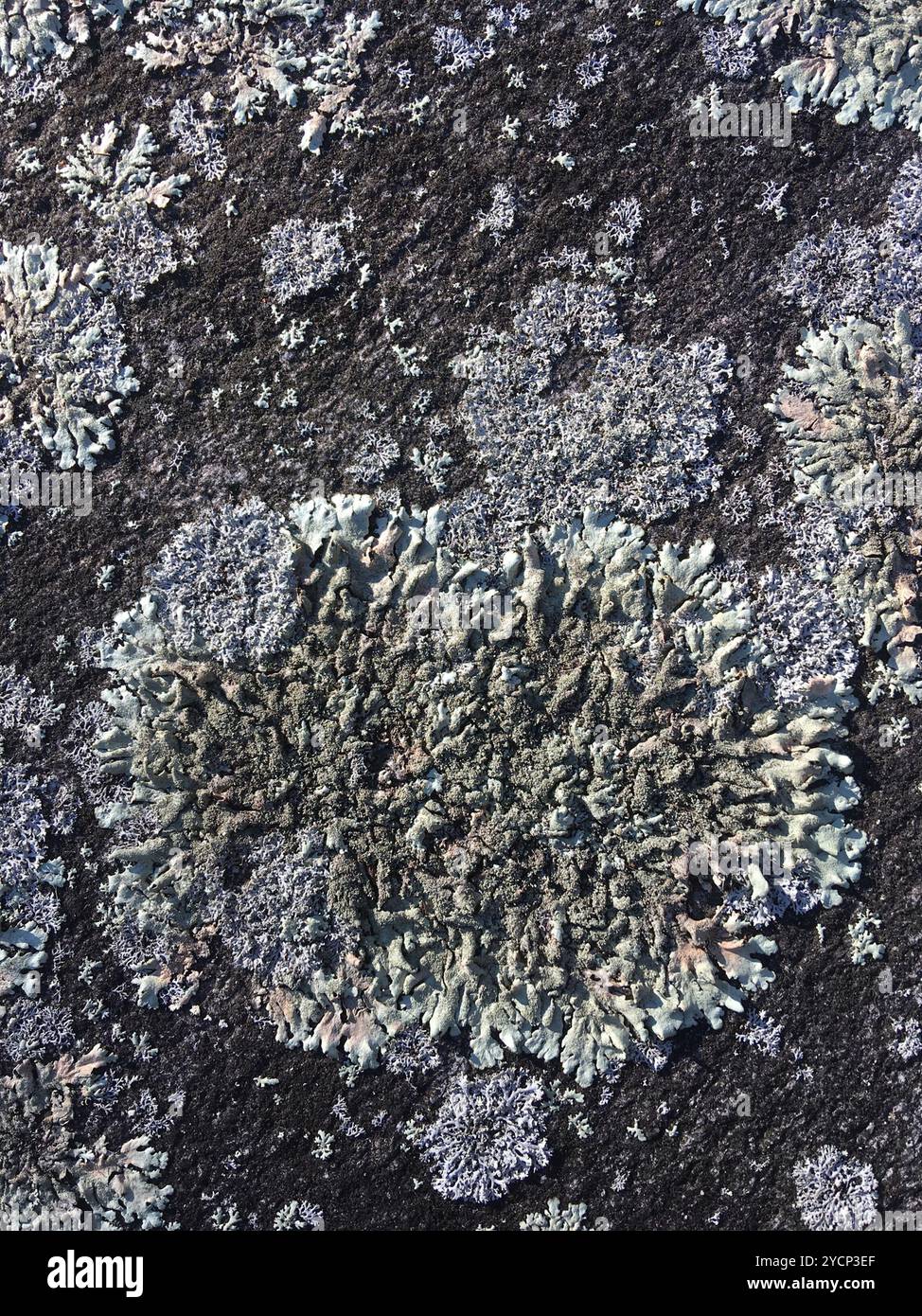 rock greenshield lichen (Flavoparmelia baltimorensis) Fungi Stock Photo ...