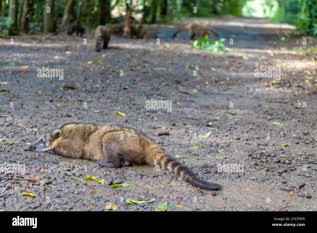 Coati animal in the tropical forest of Amazon. Coatimundis Procyonidae ...