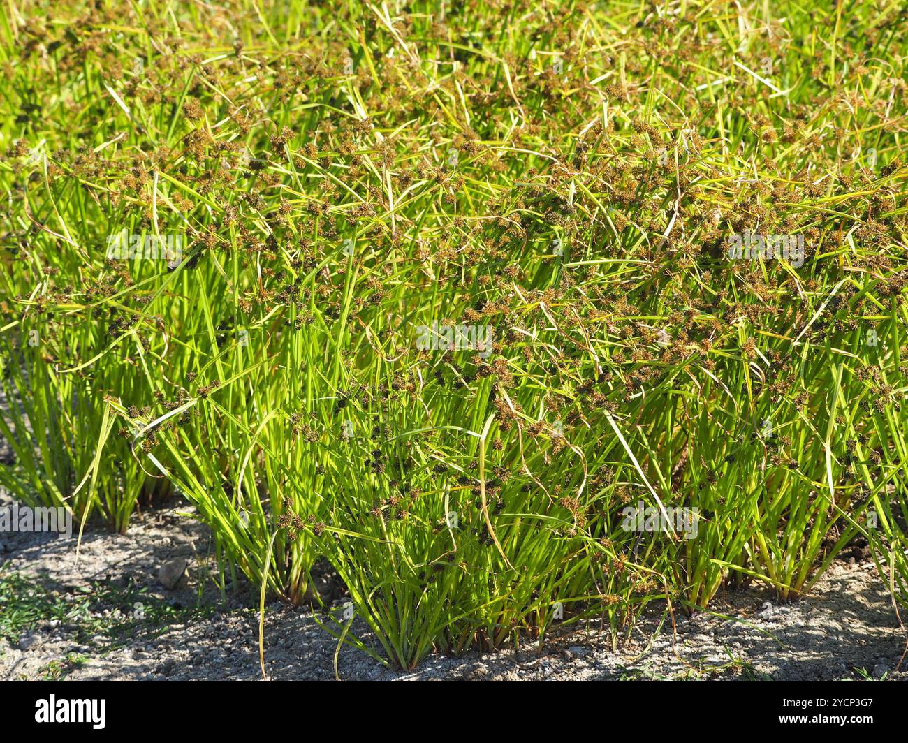 Variable Flatsedge (Cyperus difformis) Plantae Stock Photo - Alamy