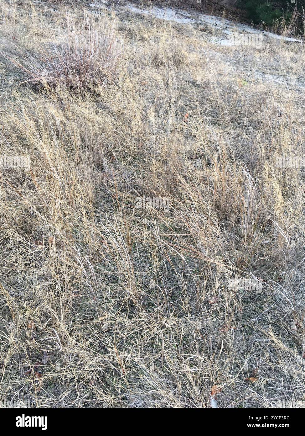 bluestems, thatching grasses, and allies (Andropogoninae) Plantae Stock ...
