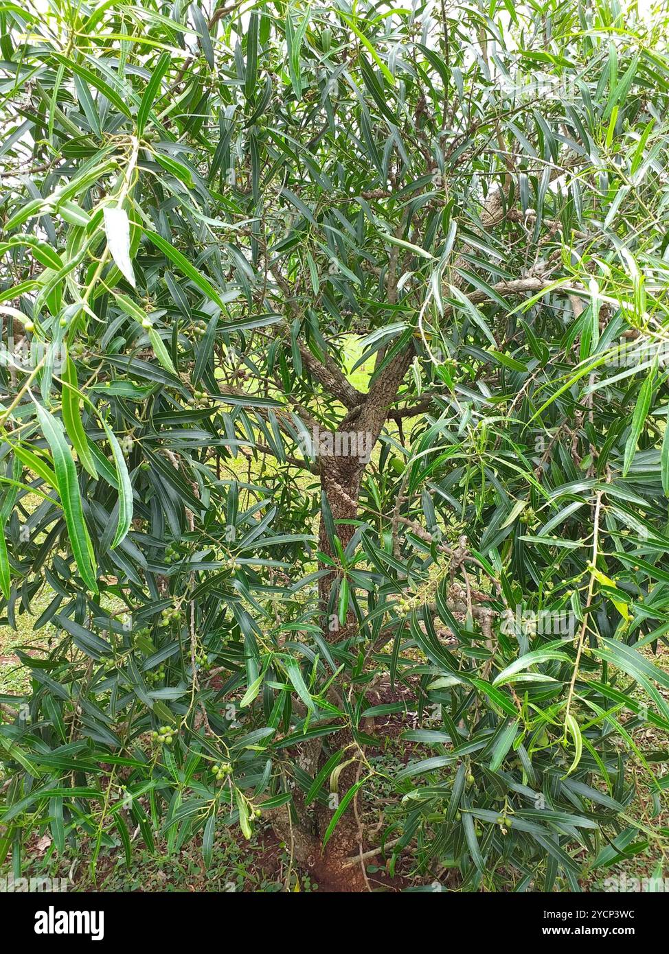 (Sapium haematospermum) Plantae Stock Photo - Alamy