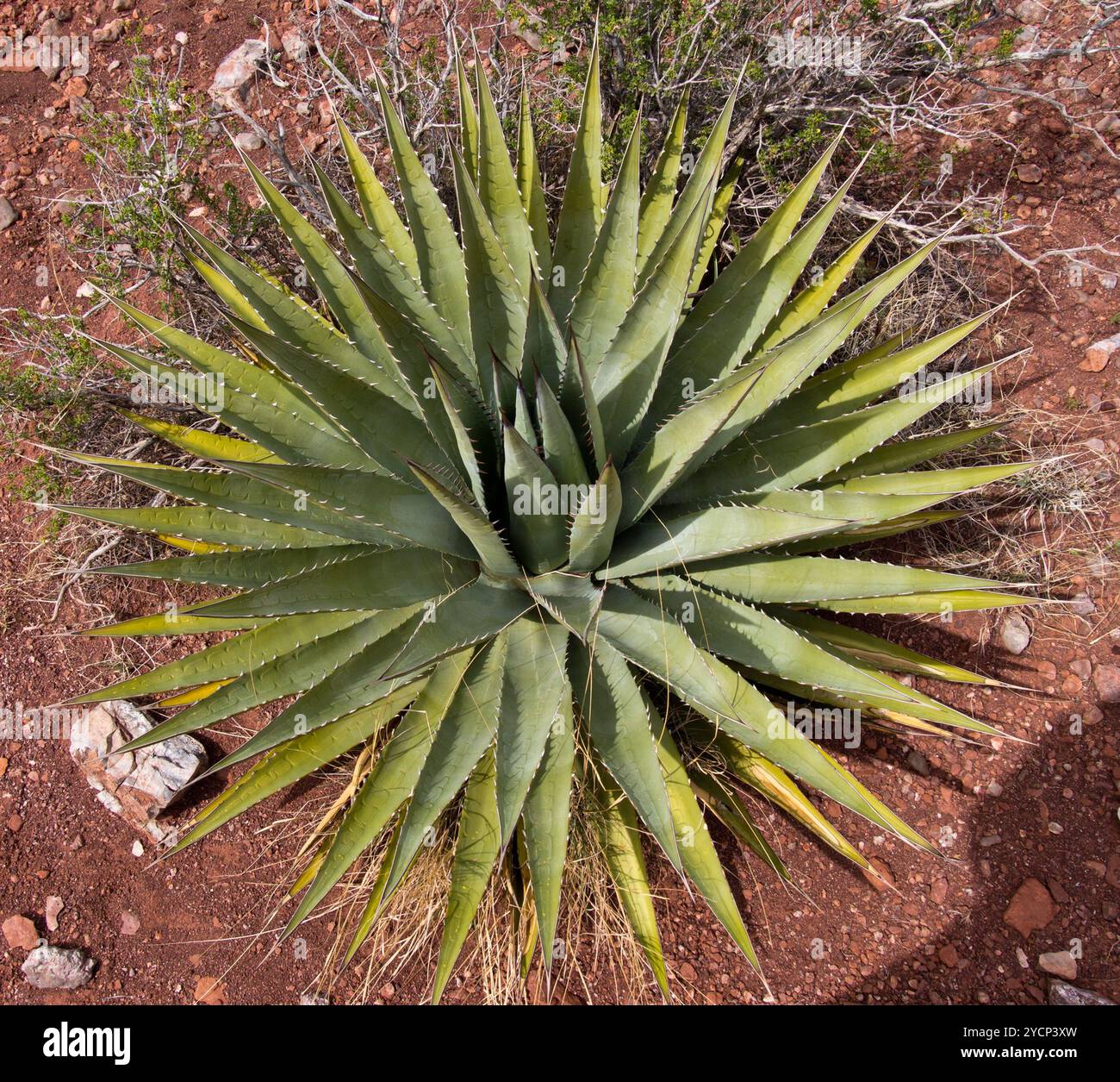 Kaibab agave (Agave utahensis kaibabensis) Plantae Stock Photo - Alamy