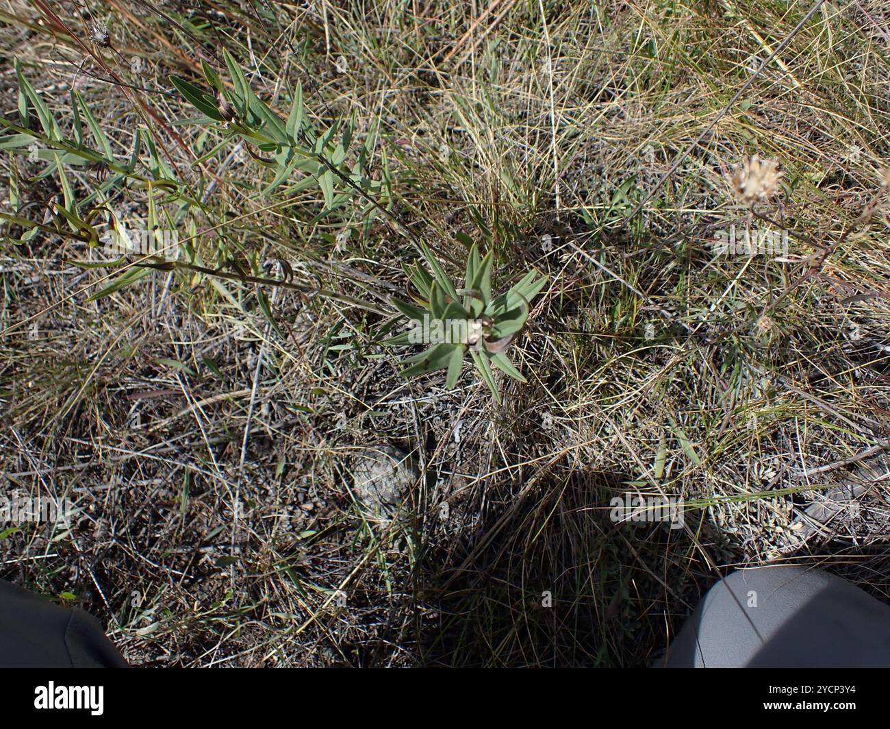 stoneseeds, puccoons, and gromwells (Lithospermum) Plantae Stock Photo ...