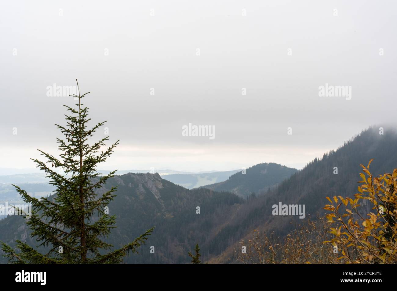 Lone pine tree standing on a misty mountainside with a hazy valley and ...