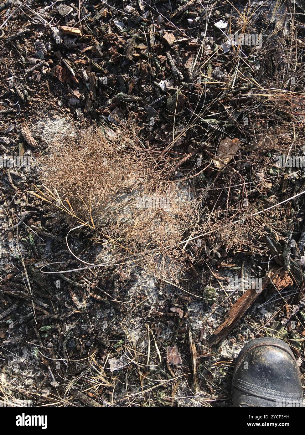 rock-rose family (Cistaceae) Plantae Stock Photo - Alamy