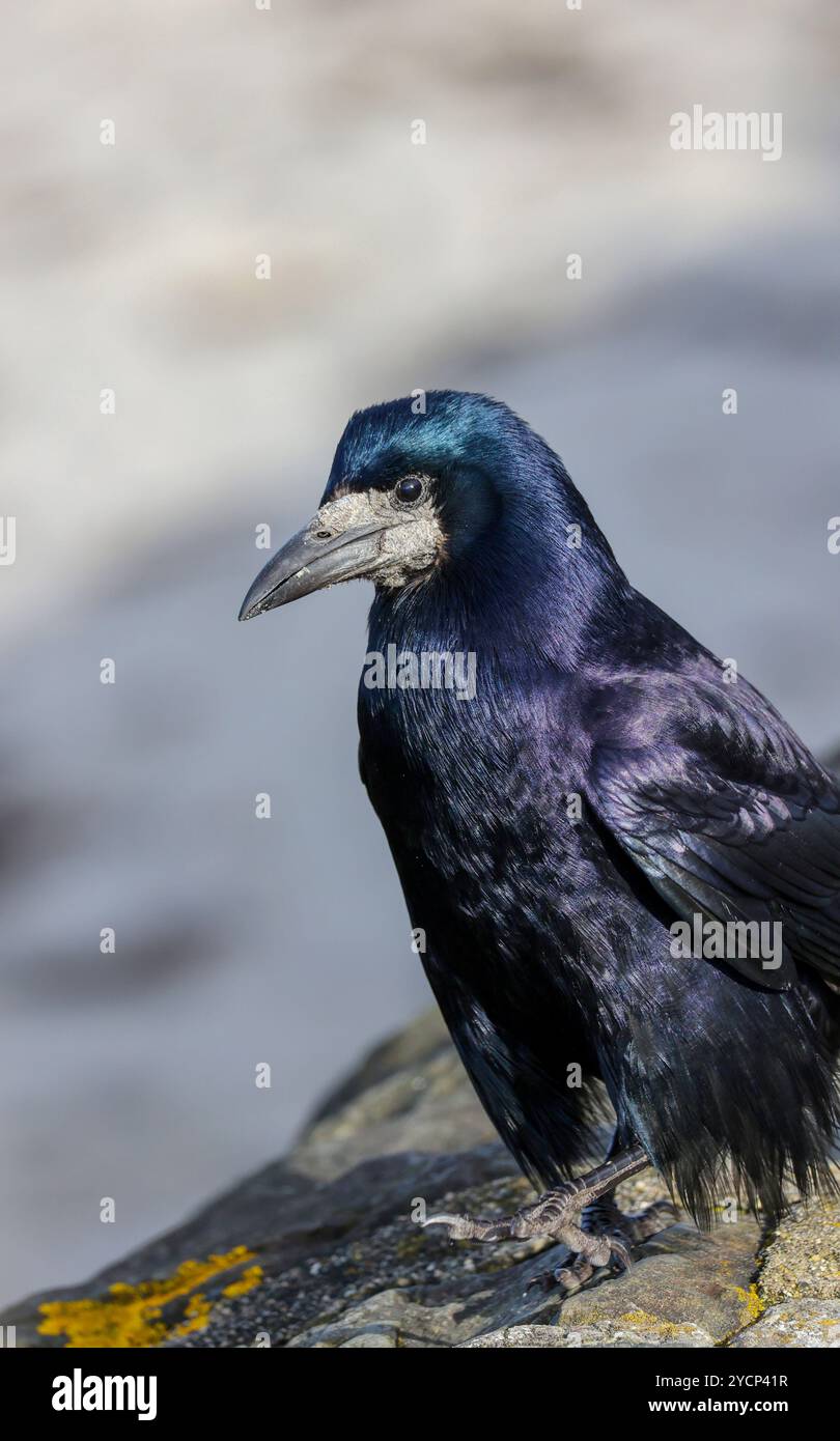 Upright rook hi-res stock photography and images - Alamy