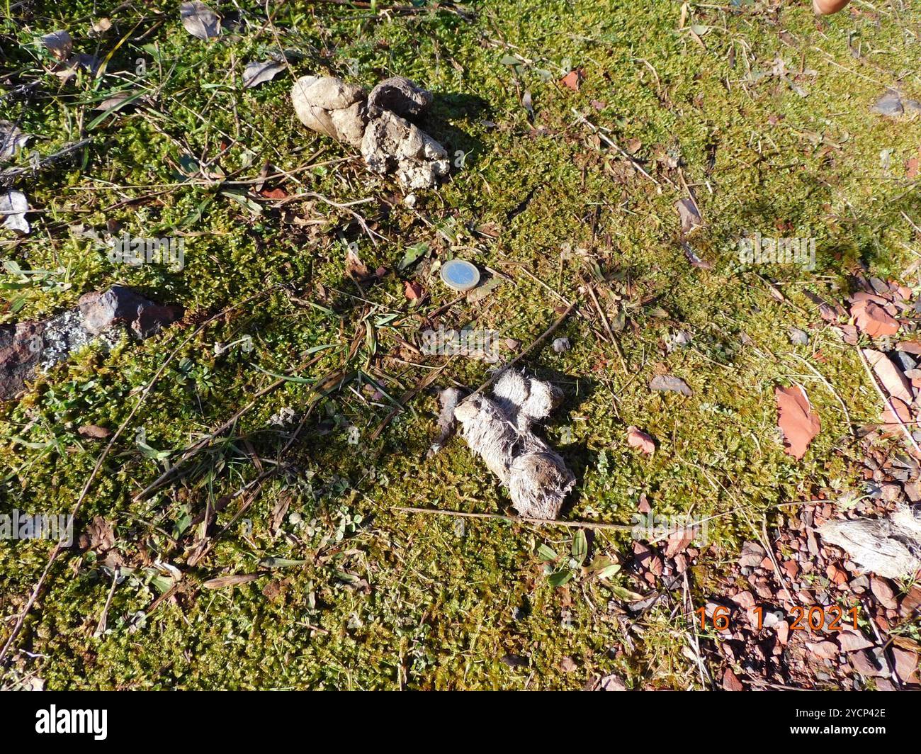 Italian Wolf (Canis lupus italicus) Mammalia Stock Photo - Alamy