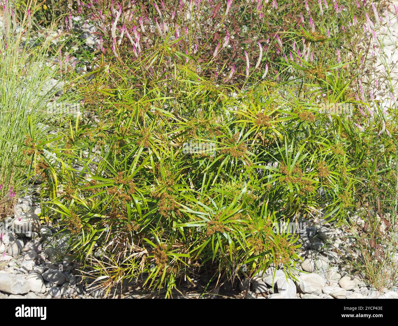Umbrella papyrus (Cyperus alternifolius flabelliformis) Plantae Stock ...
