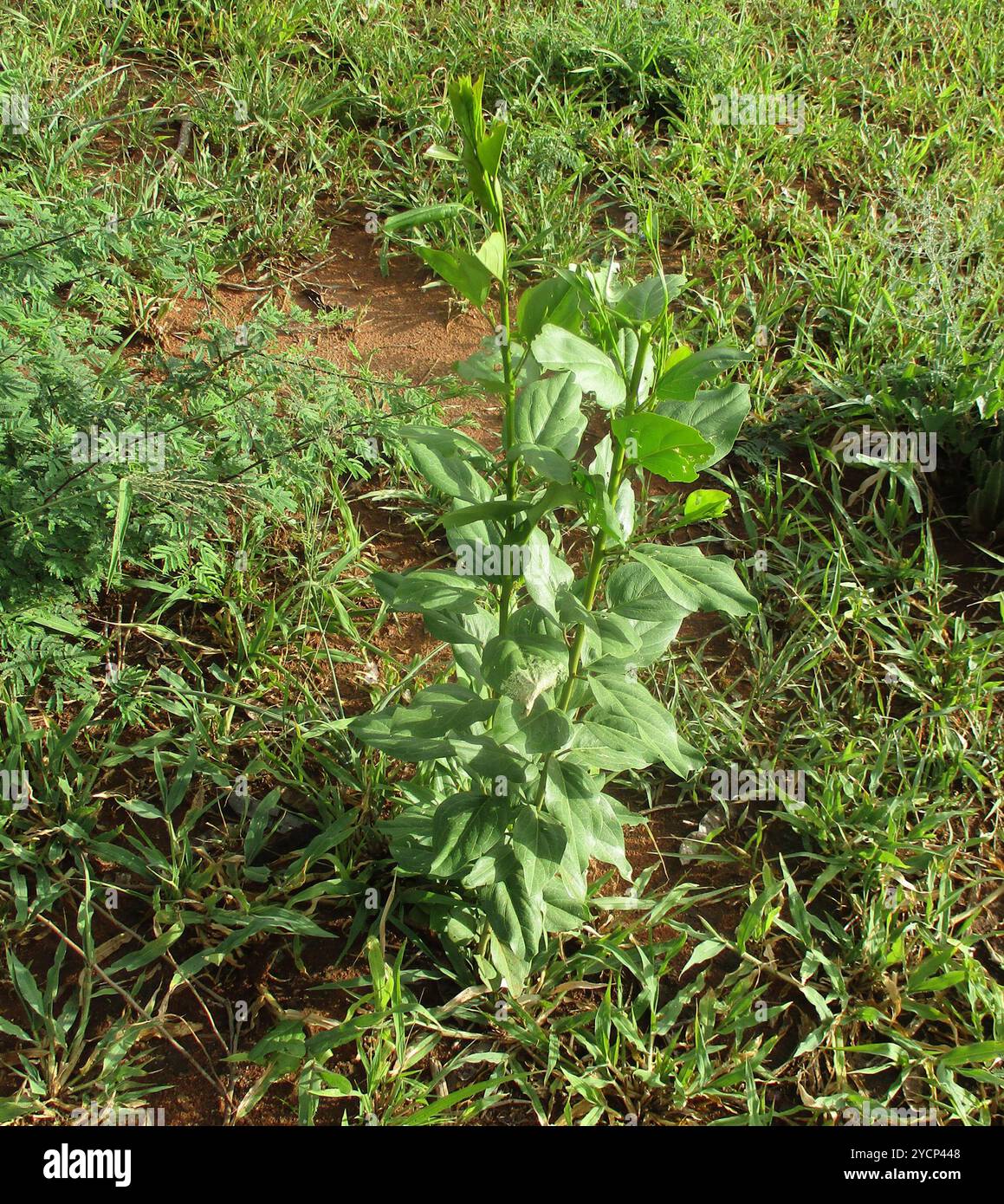 flowering plants (Angiospermae) Plantae Stock Photo - Alamy