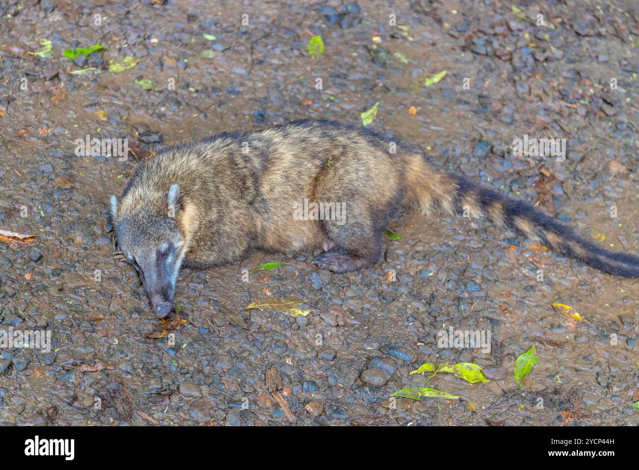 Coati animal in the tropical forest of Amazon. Coatimundis Procyonidae ...