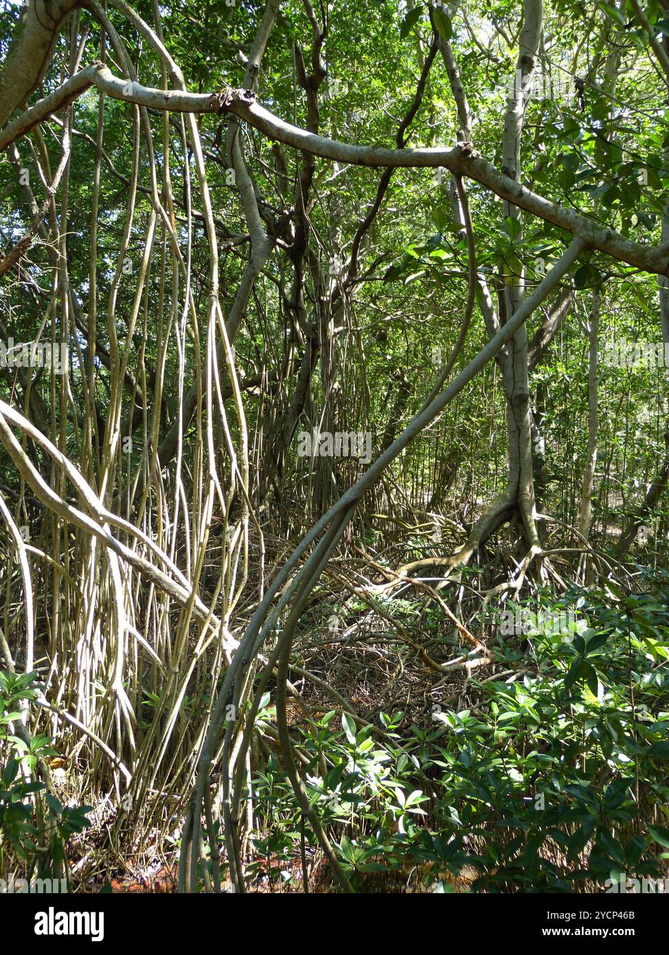 mangroves (Rhizophoraceae) Plantae Stock Photo - Alamy