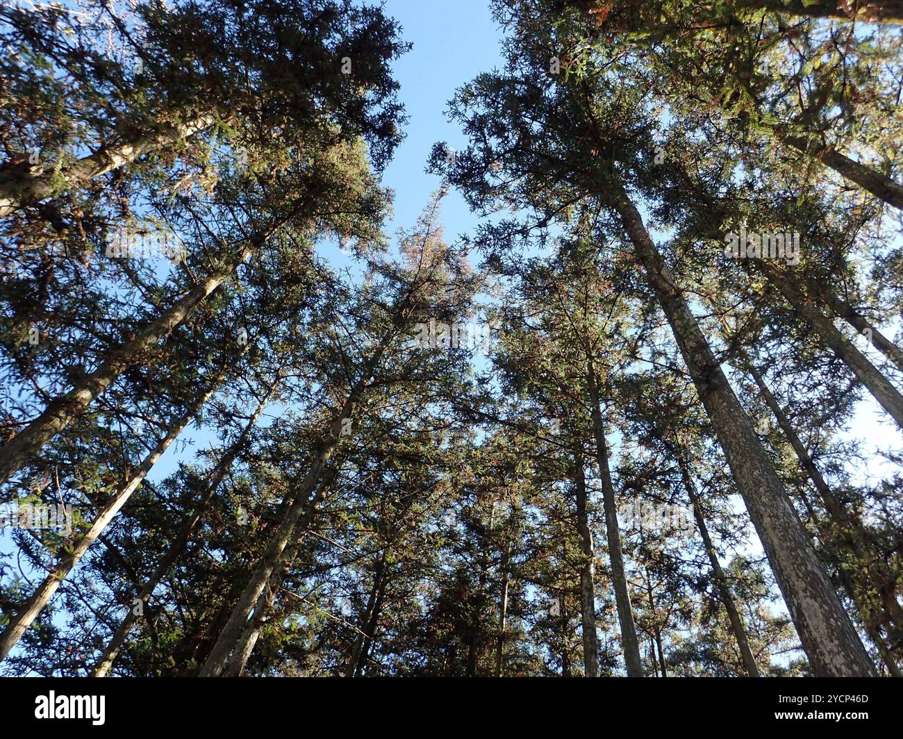 Taiwan-fir (Cunninghamia konishii) Plantae Stock Photo - Alamy