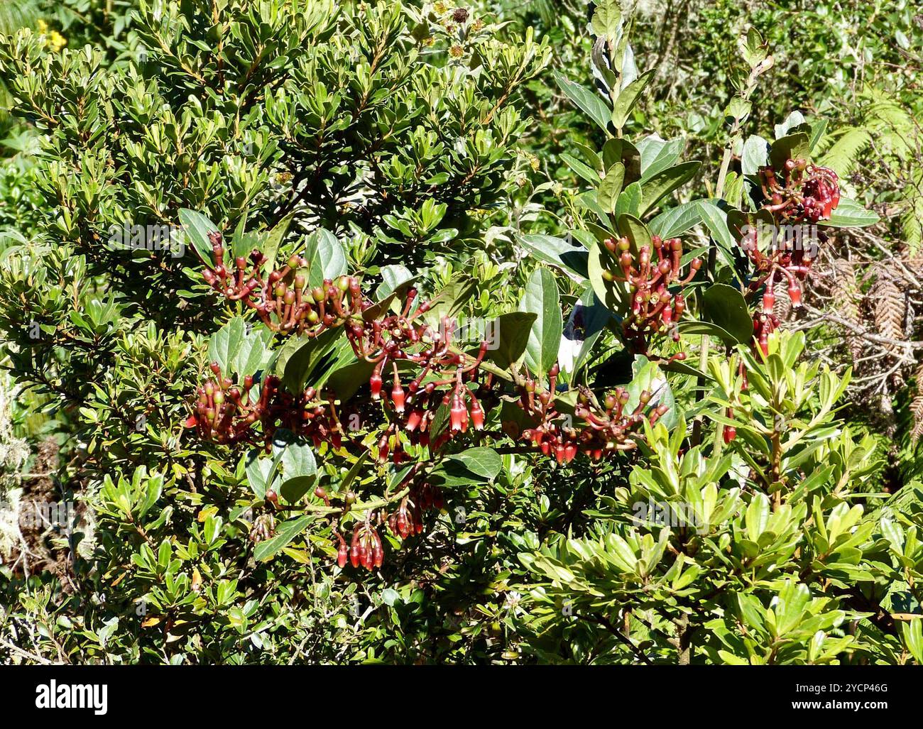 (Macleania robusta) Plantae Stock Photo - Alamy