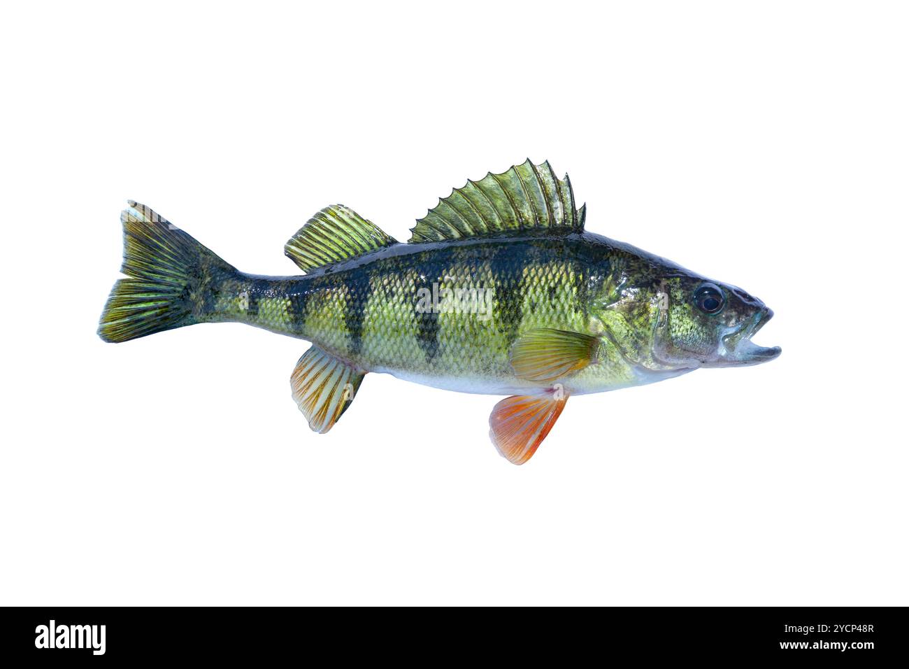 Freshwater background hi-res stock photography and images - Alamy