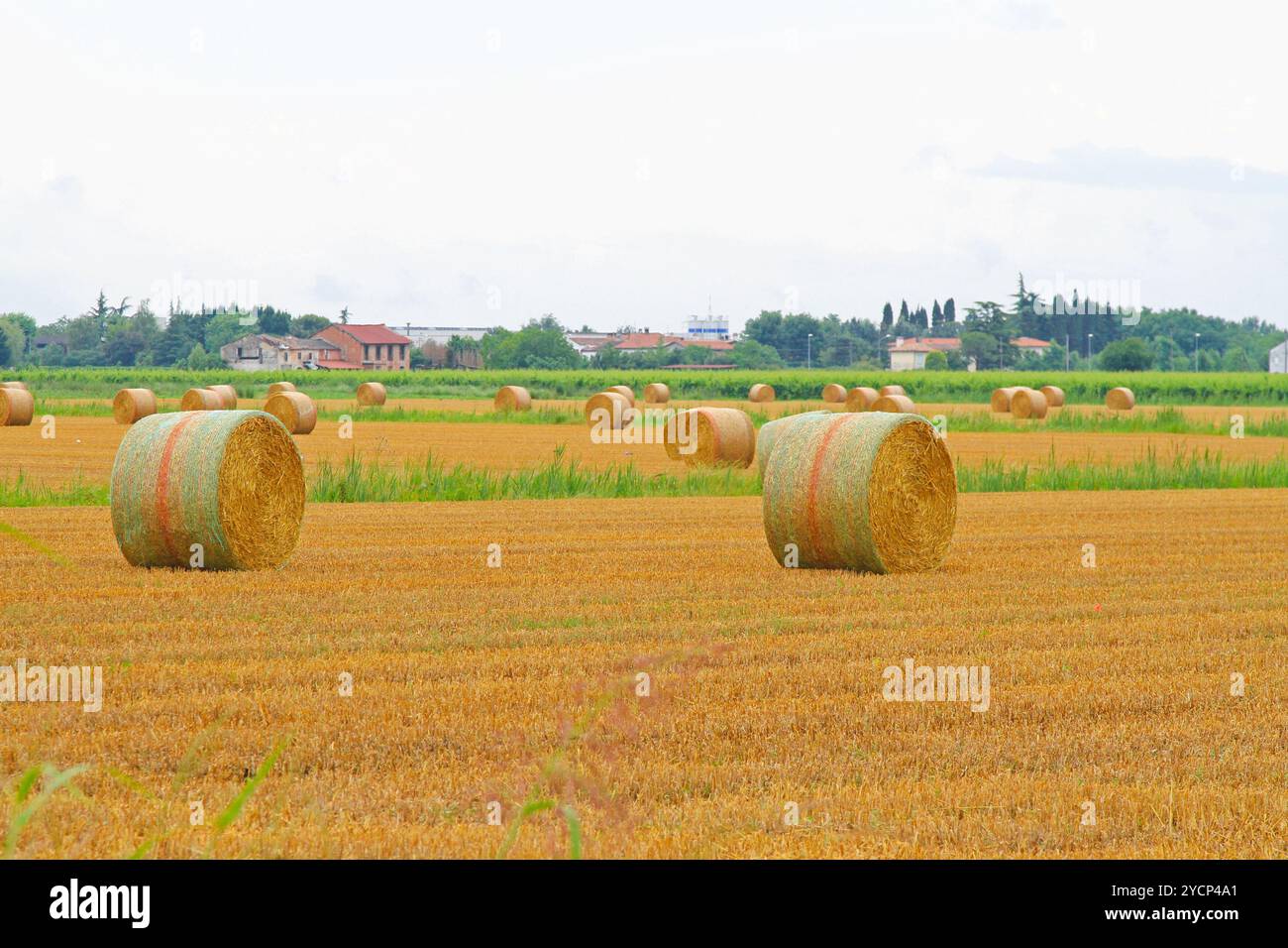 Rolling haystacks in the yellow agriculture field Stock Photo - Alamy