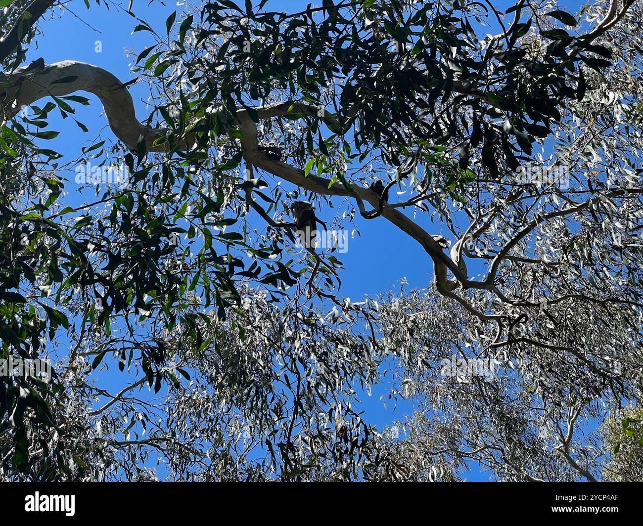 Tawny Frogmouth (Podargus strigoides) Aves Stock Photo - Alamy